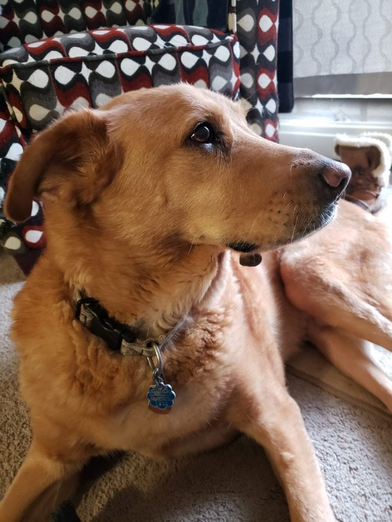 Pet Sitting Julspops Dog Walking Pet Sitting pet-sitting-julspops-dog-walking-pet-sitting